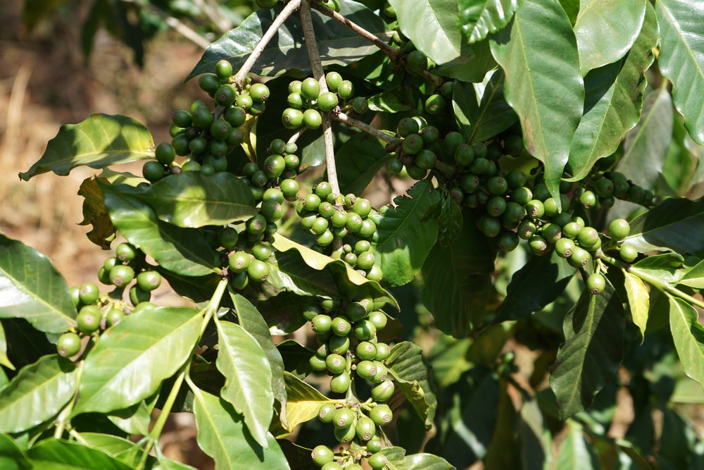 Sucafina: Juliana Kiambu AB