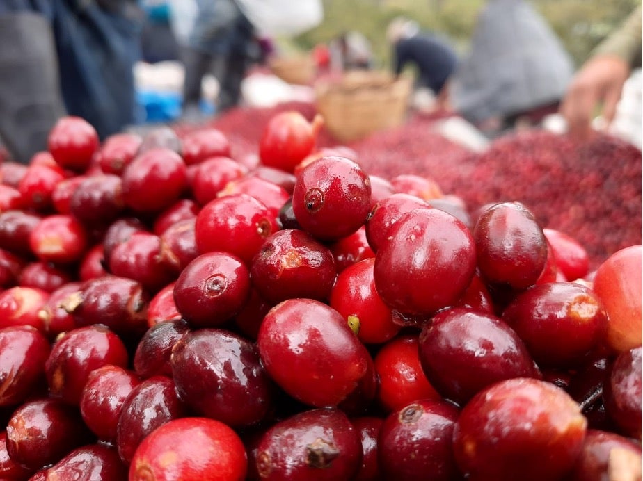 Sucafina: La Virgen Red Catuai FW