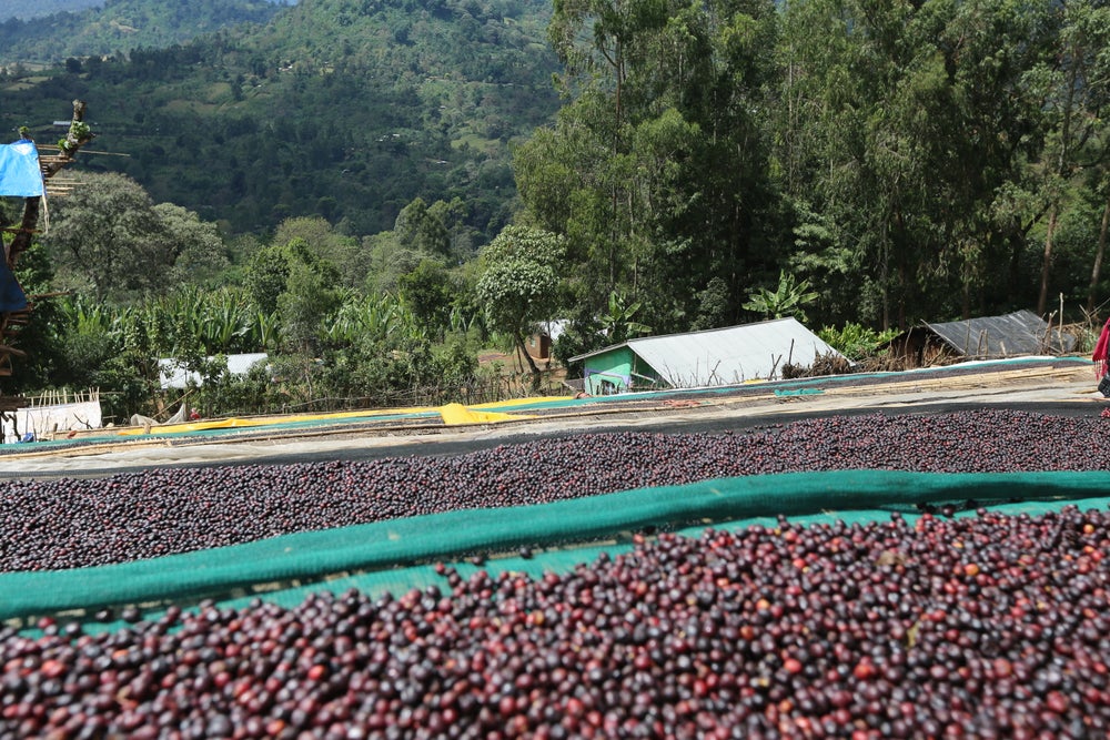 Sucafina: Adam Banata West Arsi Natural Gr. 1