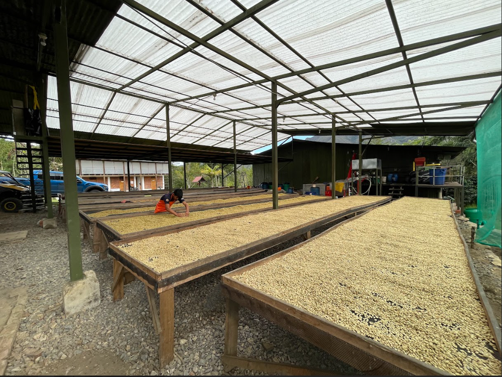 Sucafina Specialty: Timbuyacu Nueva Mexico Catuai Microlot C FW