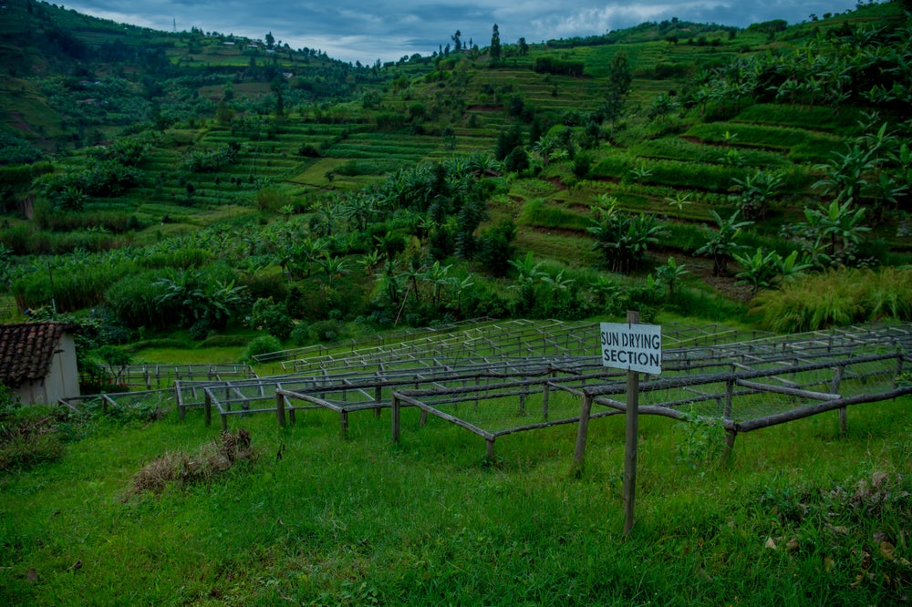 Sucafina: Ngororero Fully Washed