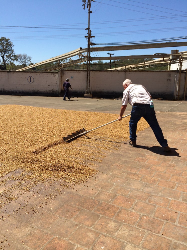 Sucafina: Sugarcane EA Decaf