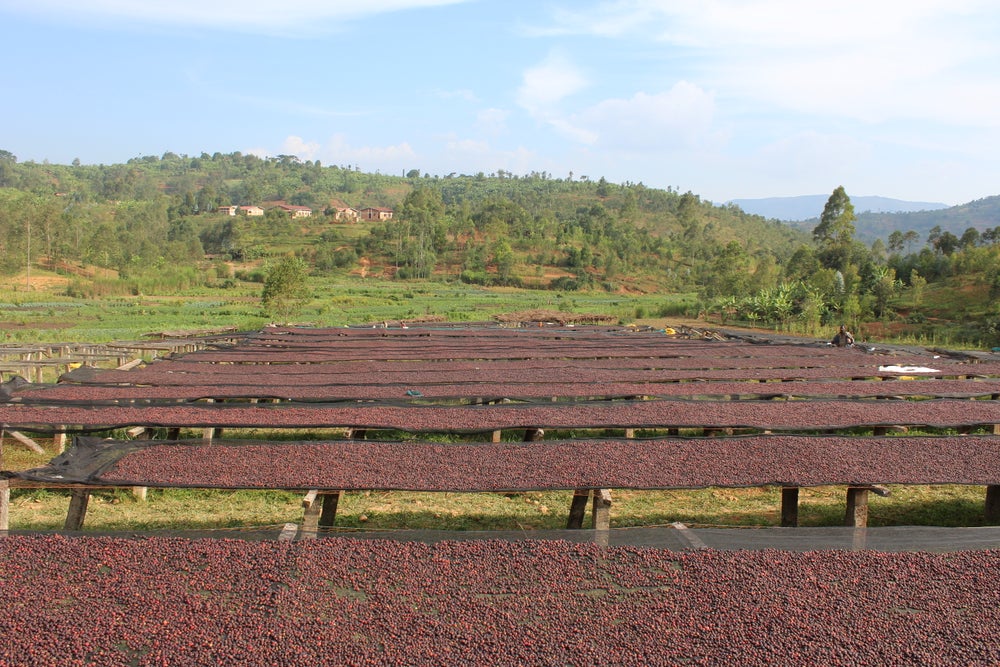 Sucafina: Nemba Kayanza Cima Natural