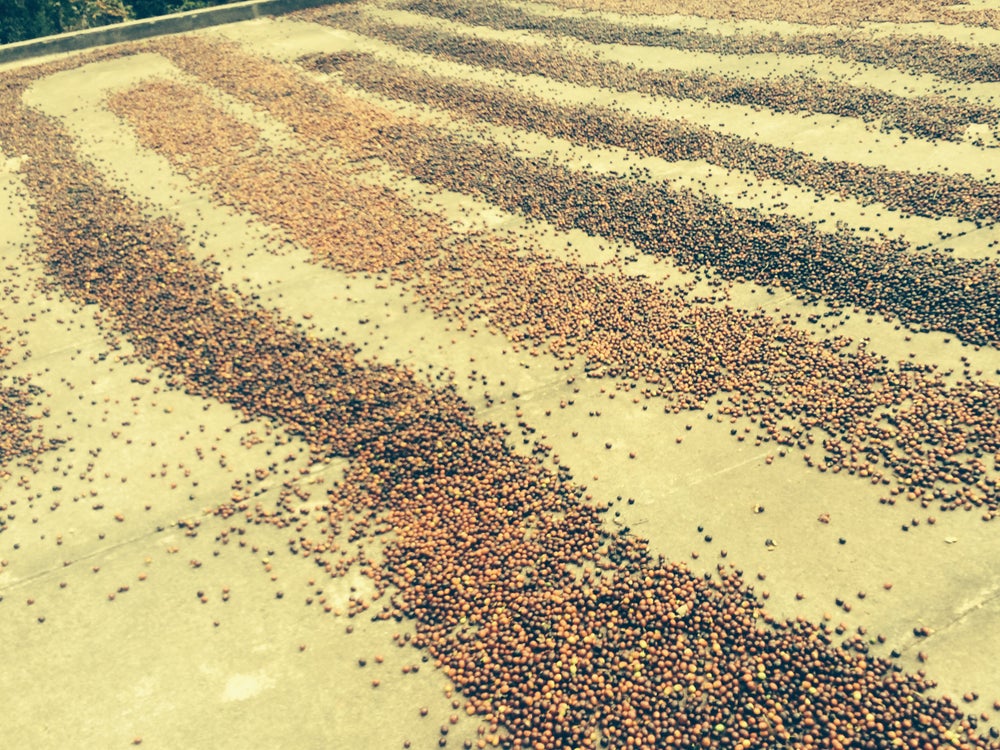 Sucafina: Elida Geisha Natural