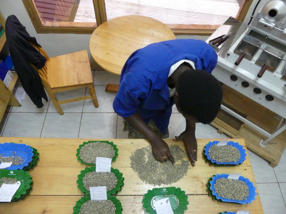 Sucafina: How Common is Potato Defect, Really?