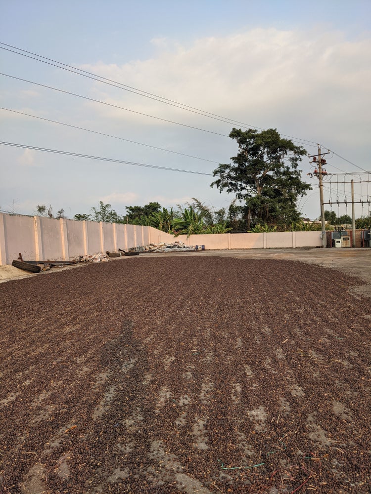 Sucafina: Robusta Natural Scr. 16 Gr. 1 RA