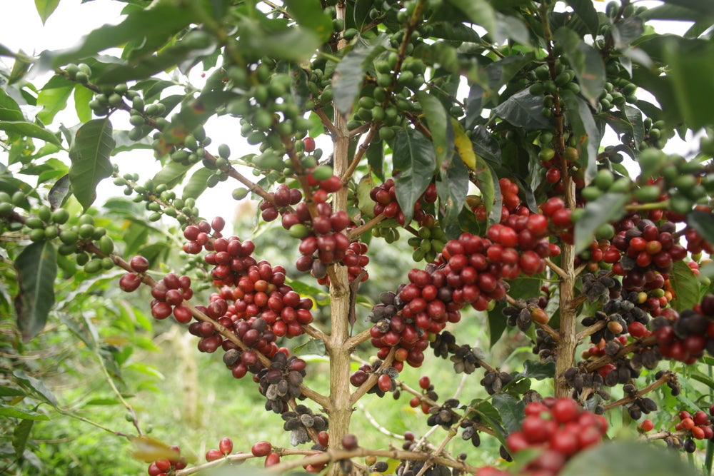 Sucafina: Sadayana West Java Anaerobic Honey