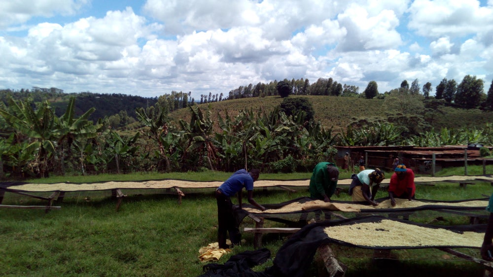 Sucafina Specialty: Wahundura Murang’a AA