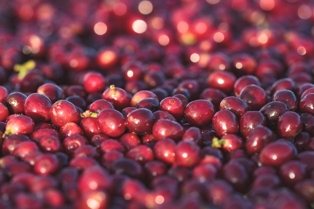 Sucafina: Salitre Cerrado Red Catuai PN