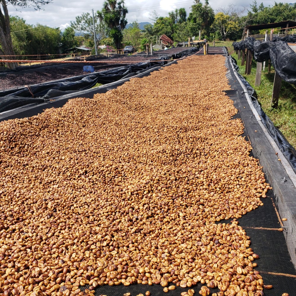 Sucafina: San Antonio Carlos Pola Pacamara Honey