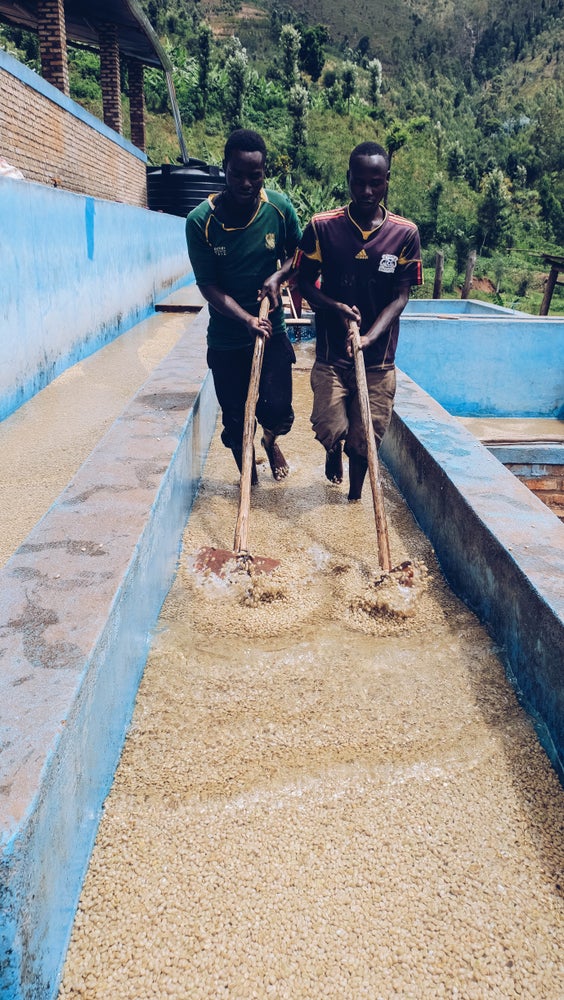 Sucafina: Nyakizu Fully Washed