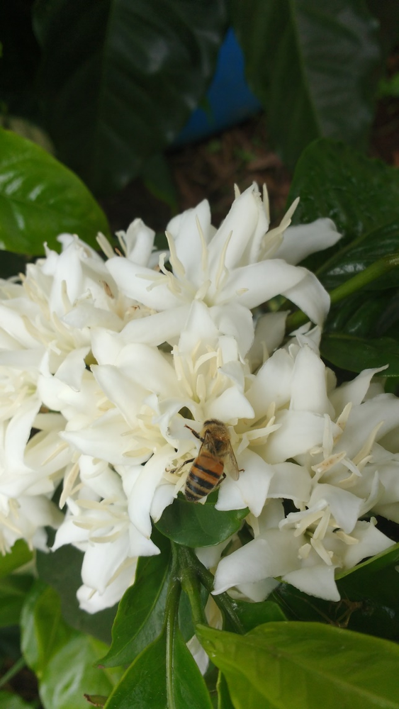 Sucafina: La Cabaña Yellow Pacamara Anaerobic