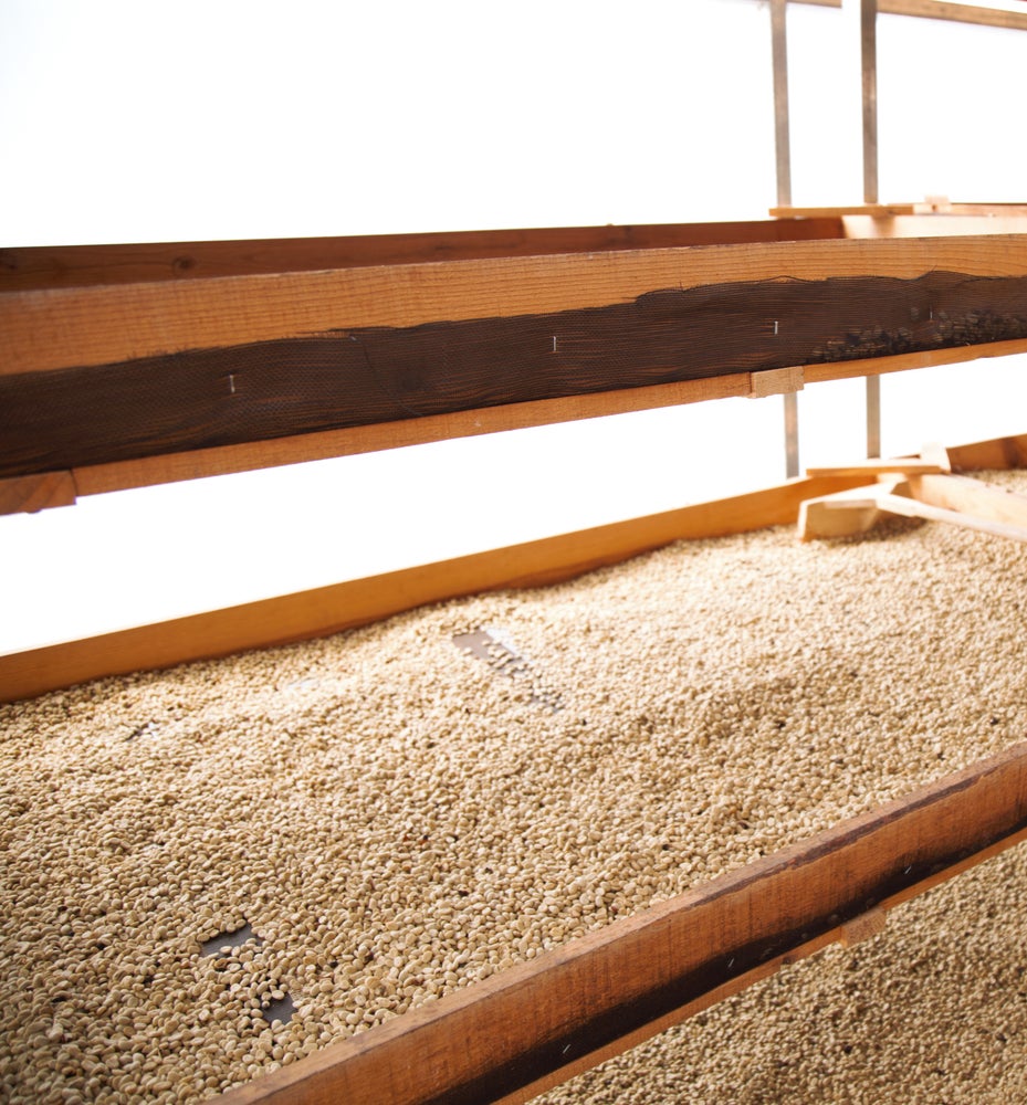 Sucafina: Honduras SHG EP FTO