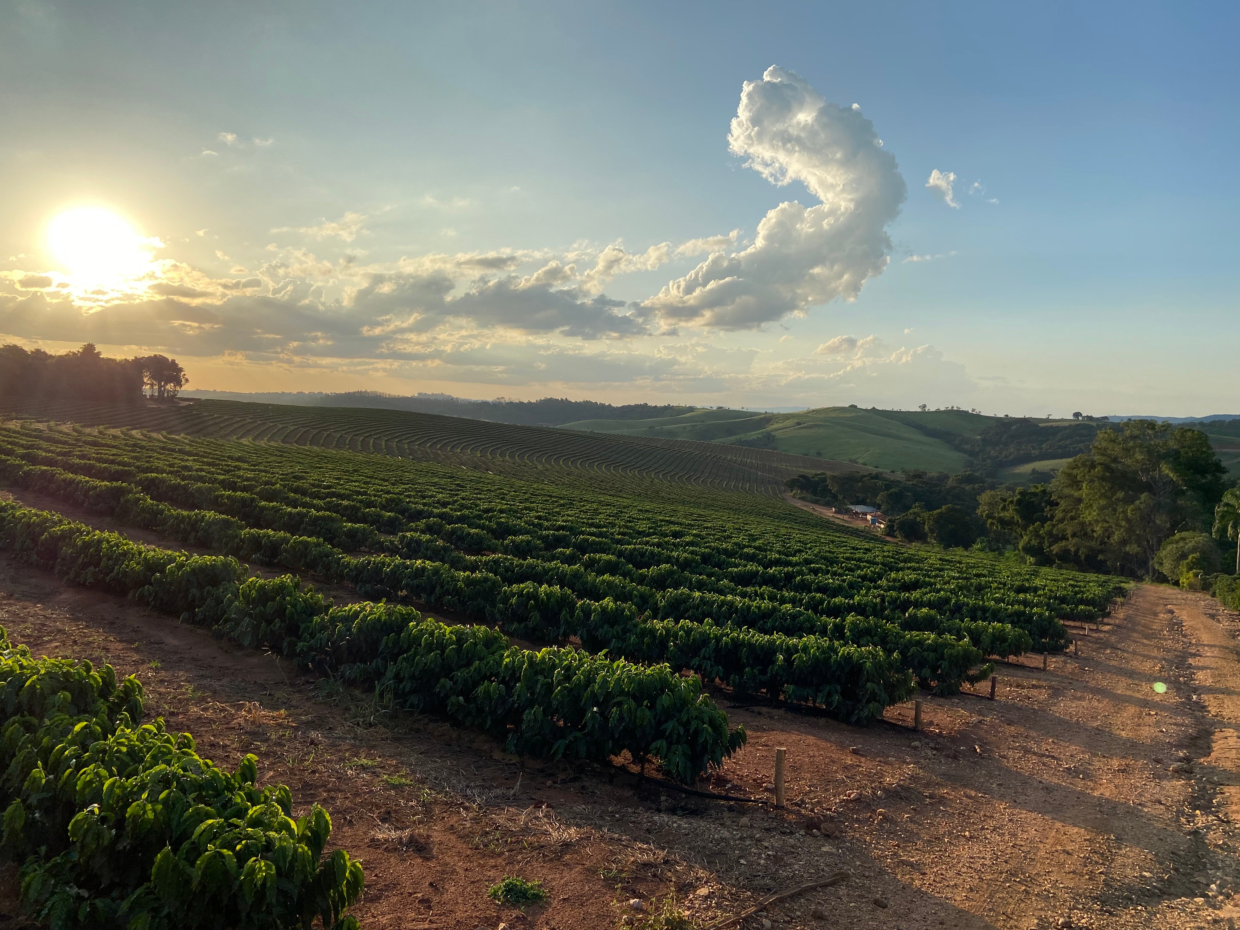 Sucafina: What to Expect from Brazil’s Robusta Crop in 2025/26