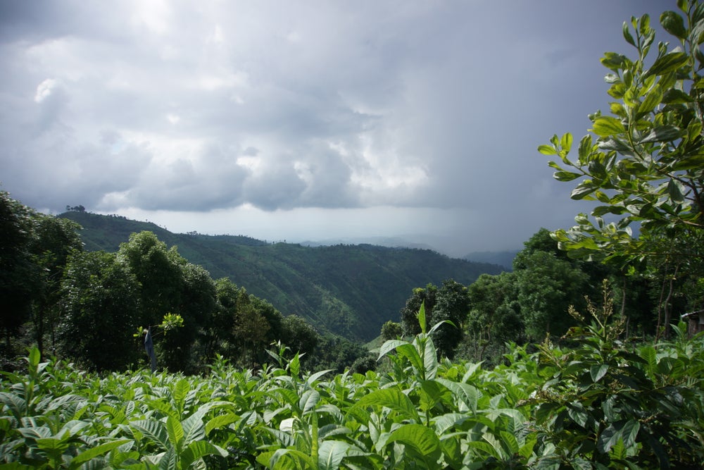 Sucafina: Belift Argopuro East Java Honey