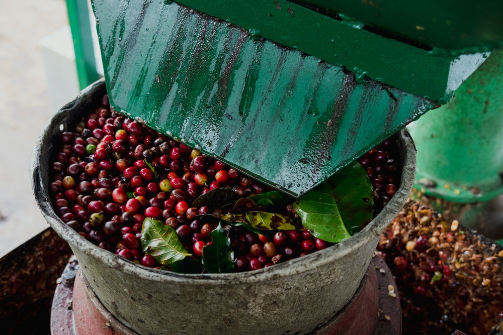 Sucafina: Sucafina's Coffee Processing Poster