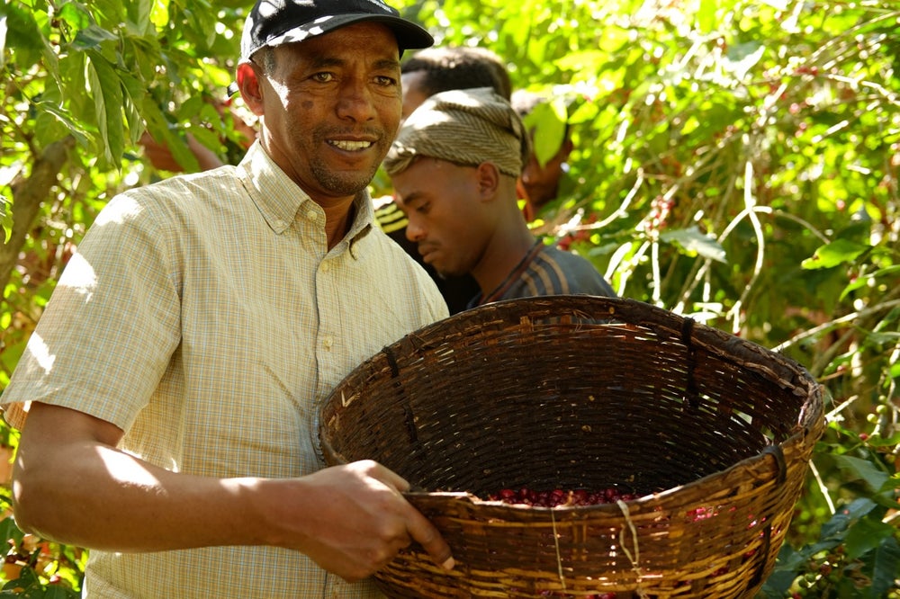 Sucafina: Tade GG Fully Washed