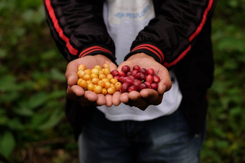 Sucafina: Flores Marselina Fully Washed