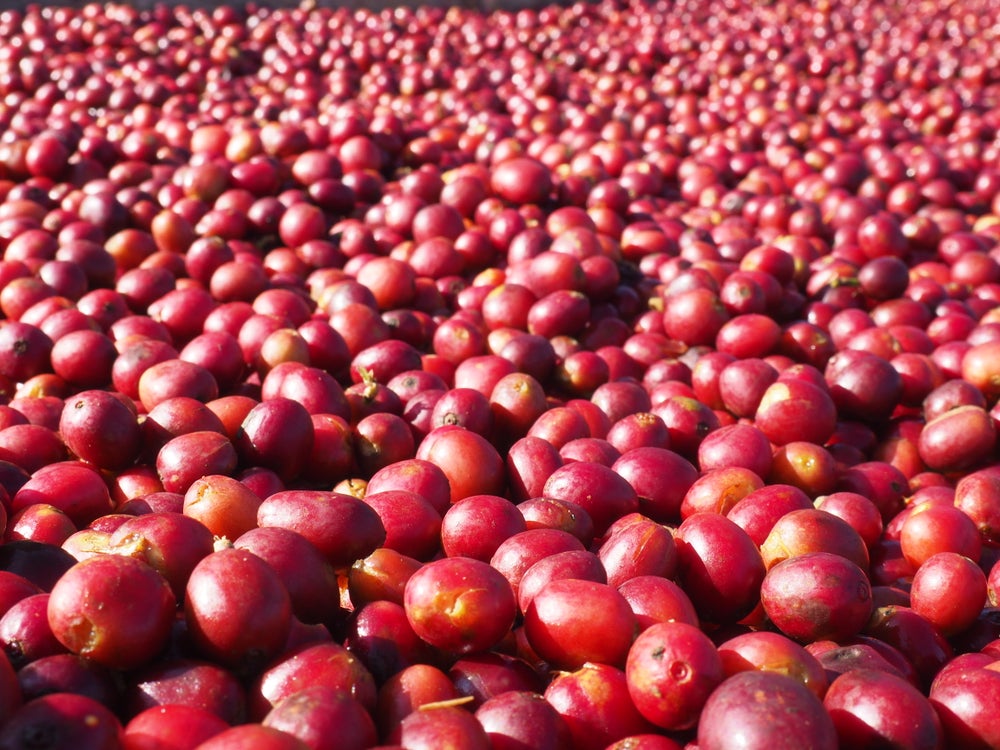 Sucafina: West Arsi Nensebo Natural