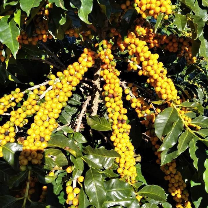 Sucafina: Nossa Senhora Aparecida Roney Dias Yellow Catuai Natural