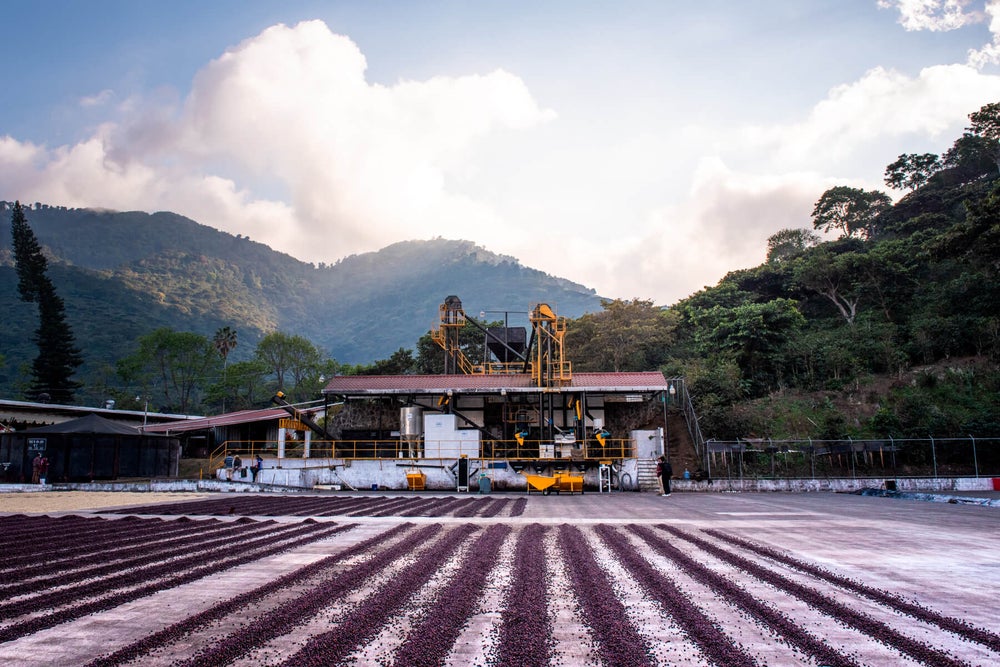 Sucafina: Emilio Lopez Diaz La Cumbre Pacamara Natural