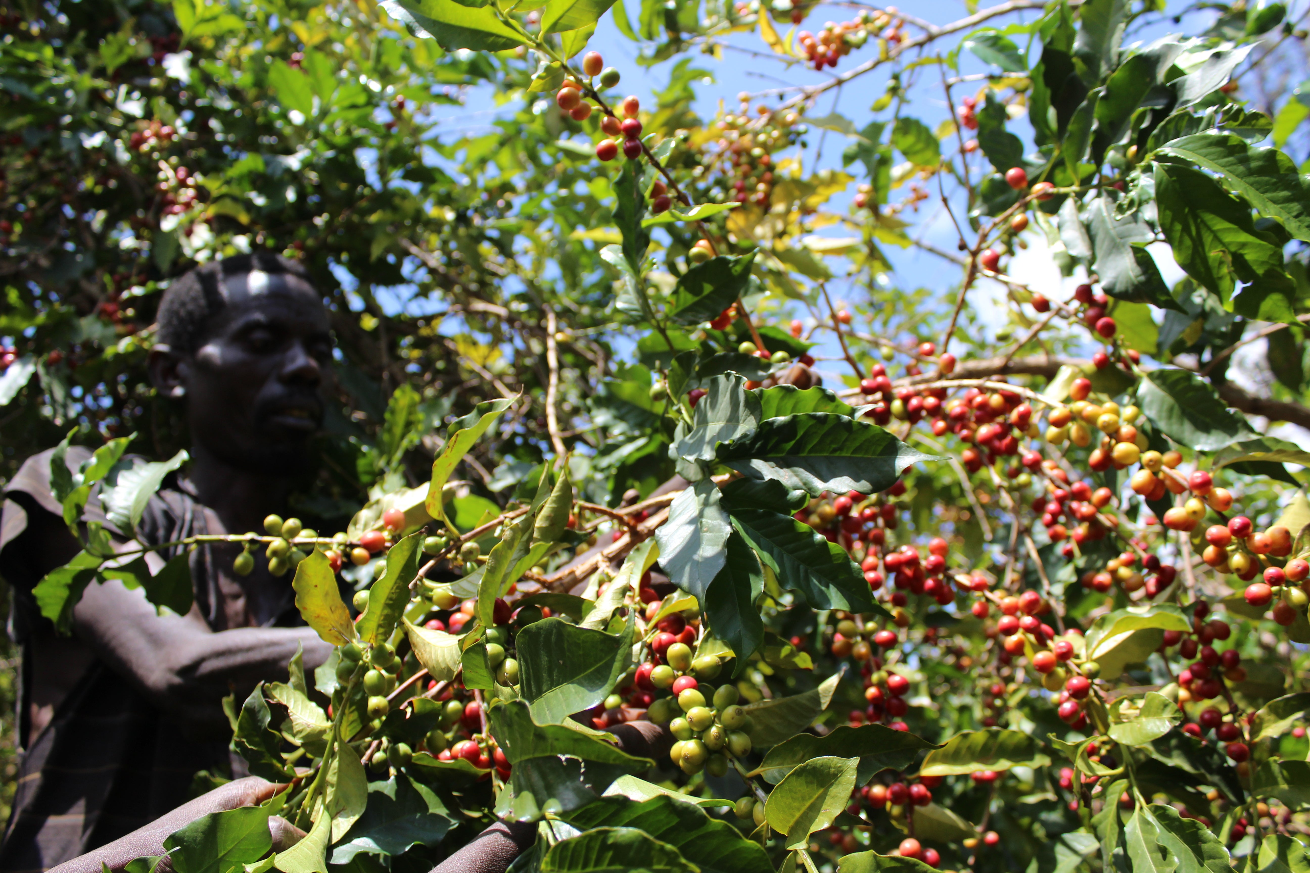 Sucafina: Yeast-Inoculated Fully Washed Dry Fermentation