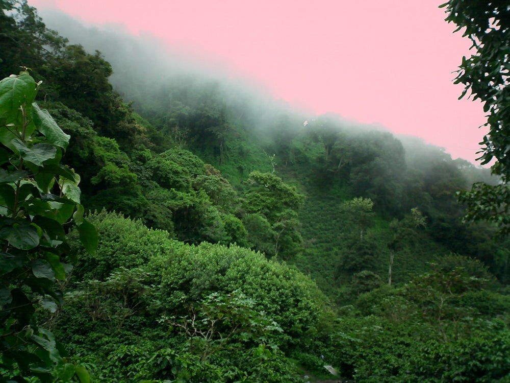 Sucafina: Carmen Estate Geisha Natural