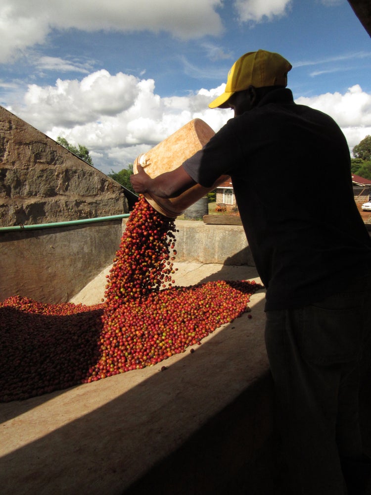 Sucafina Specialty: Imara AA