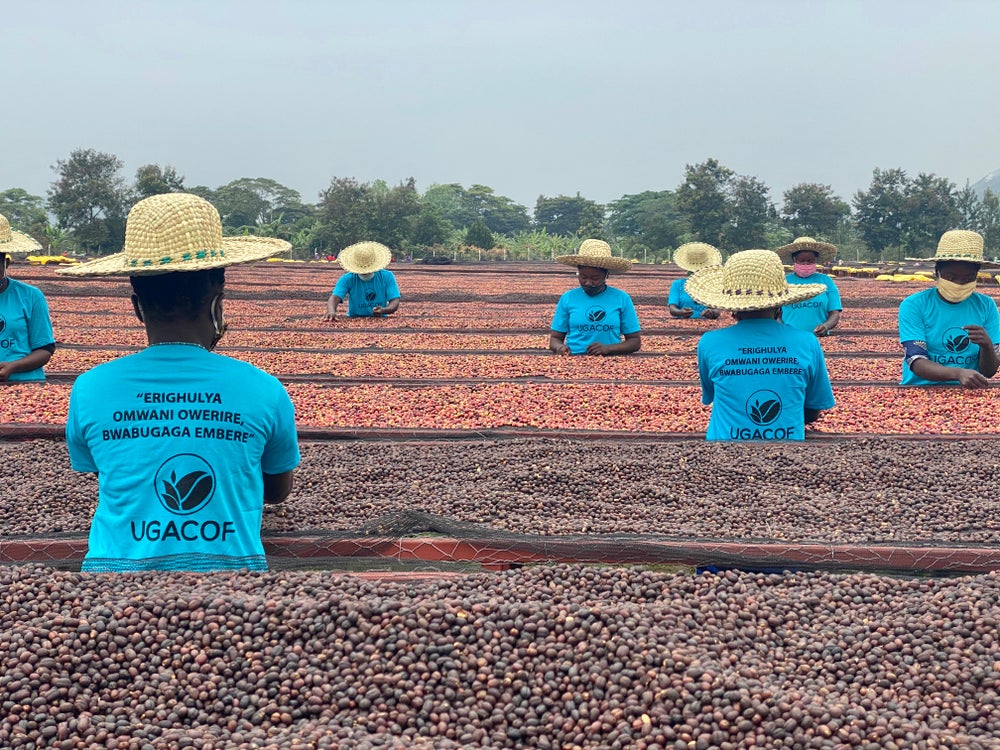 Sucafina: High Commercial Natural – Mubuku