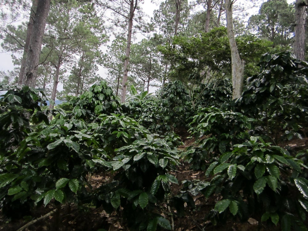 Sucafina: Agua Sarca Red Catuai Anaerobic Natural