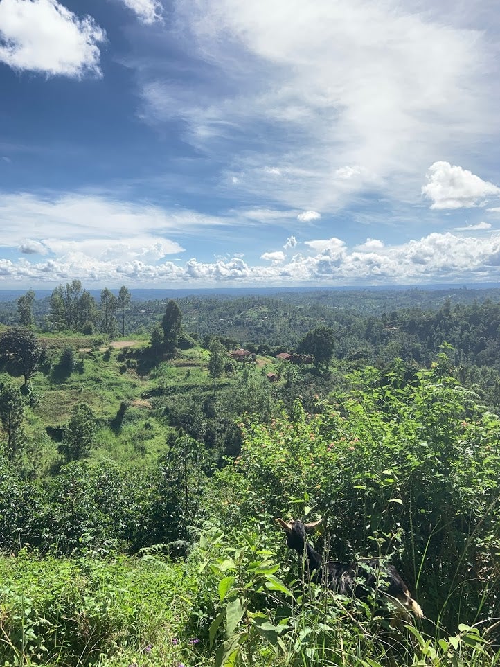 Sucafina: Mukurweini AA - Nyeri