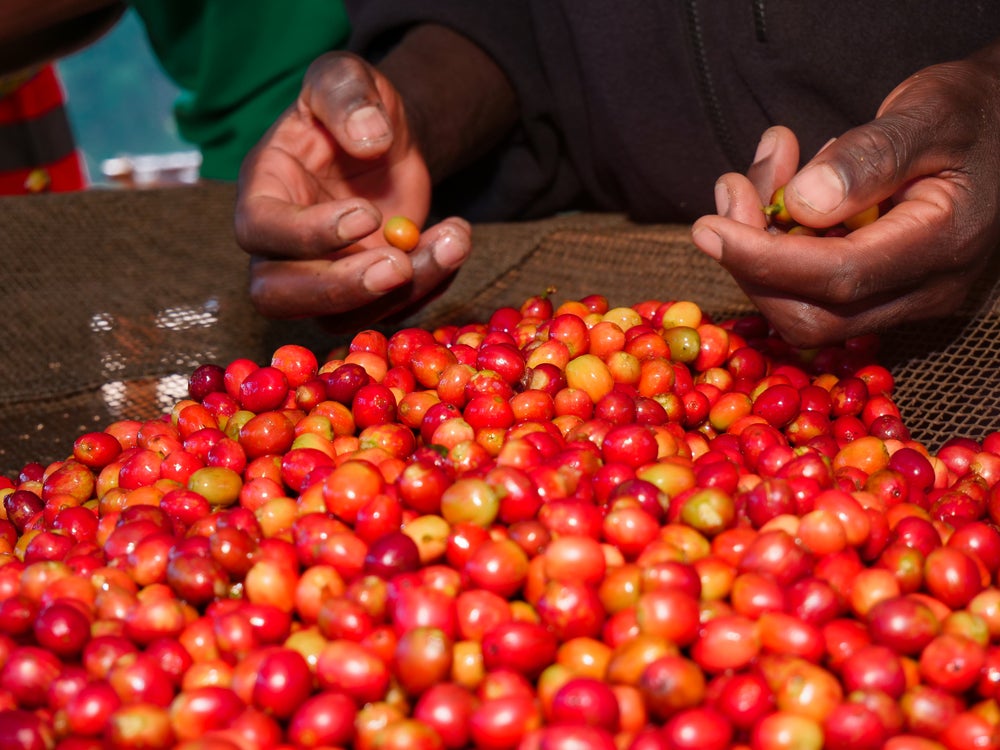 Sucafina Specialty: Gahahe Natural