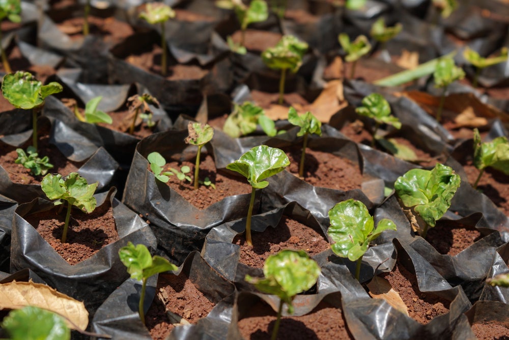 Sucafina: Mukunga Kiambu AA