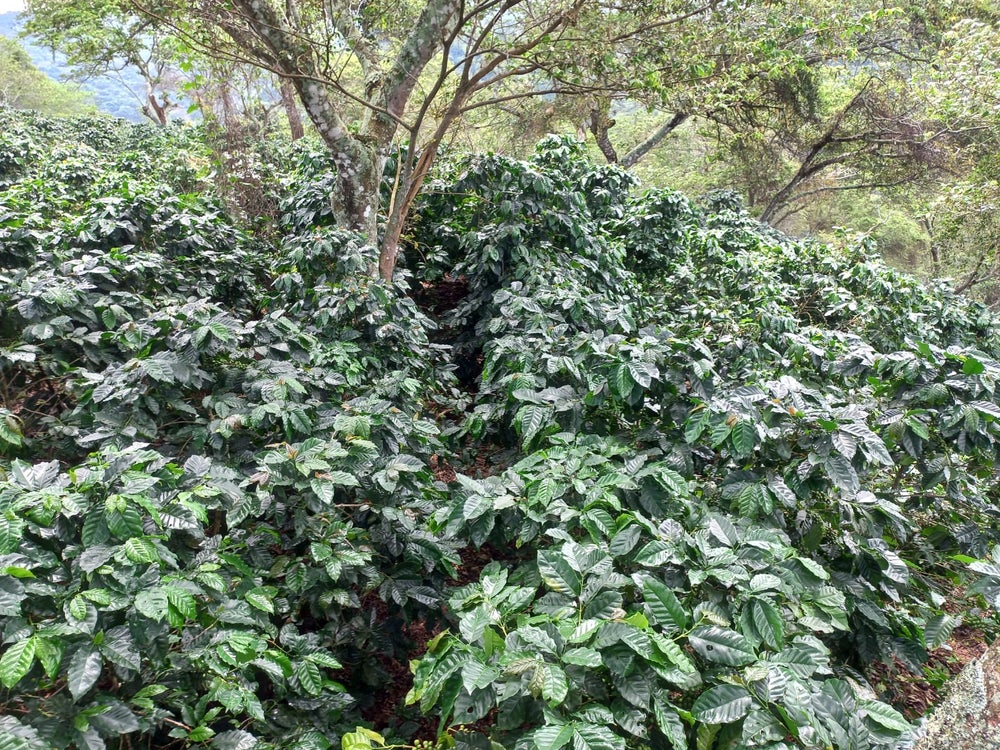 Sucafina: Finca Omoma FW