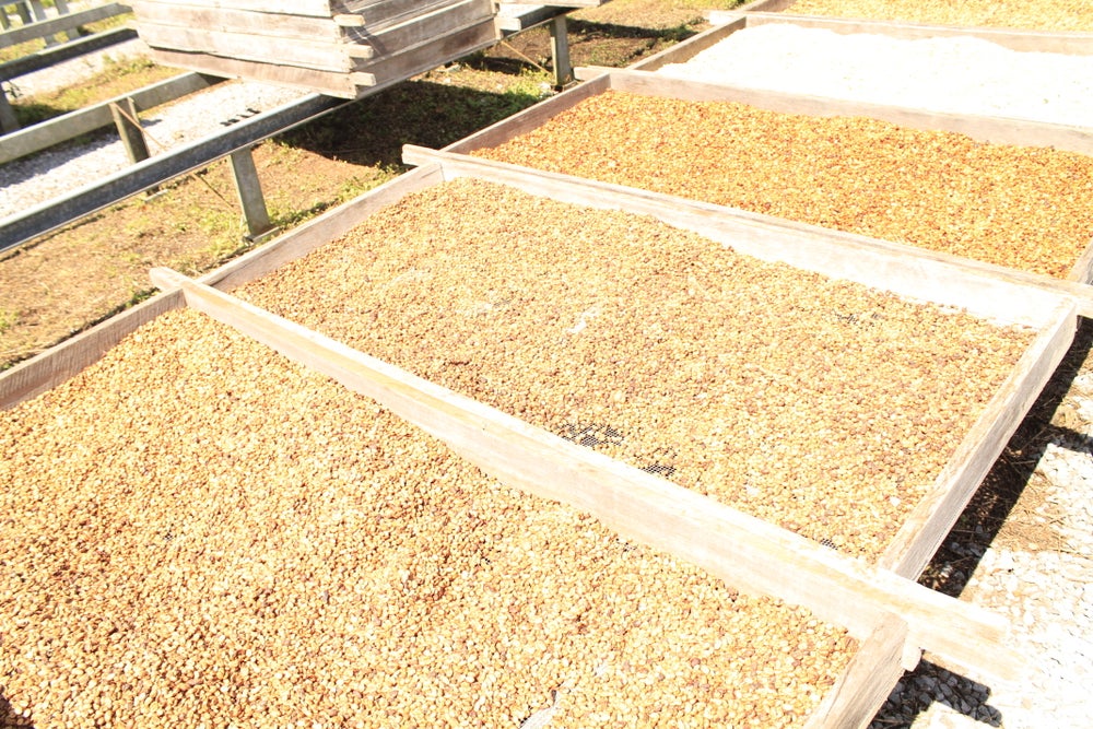 Sucafina: Carmen Estate Geisha FW