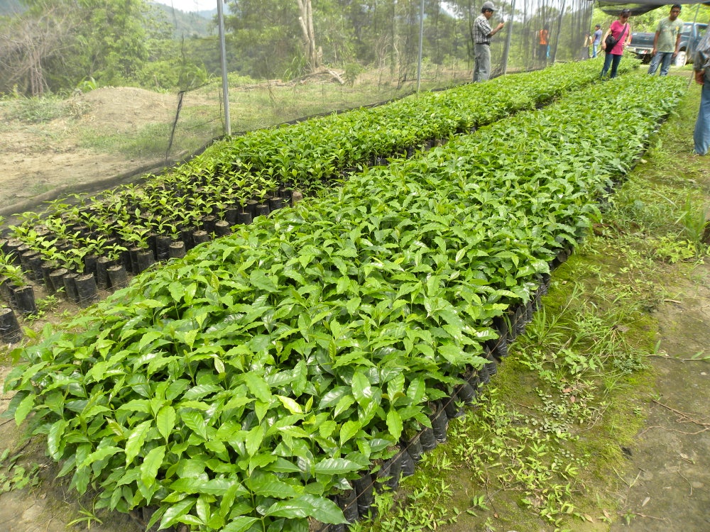 Sucafina: Sicobi Oaxaca FW