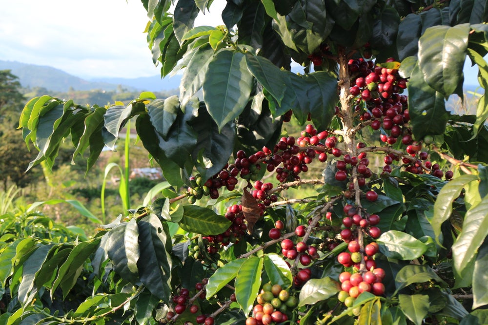 Sucafina: Nicolas Ome Pink Bourbon FW