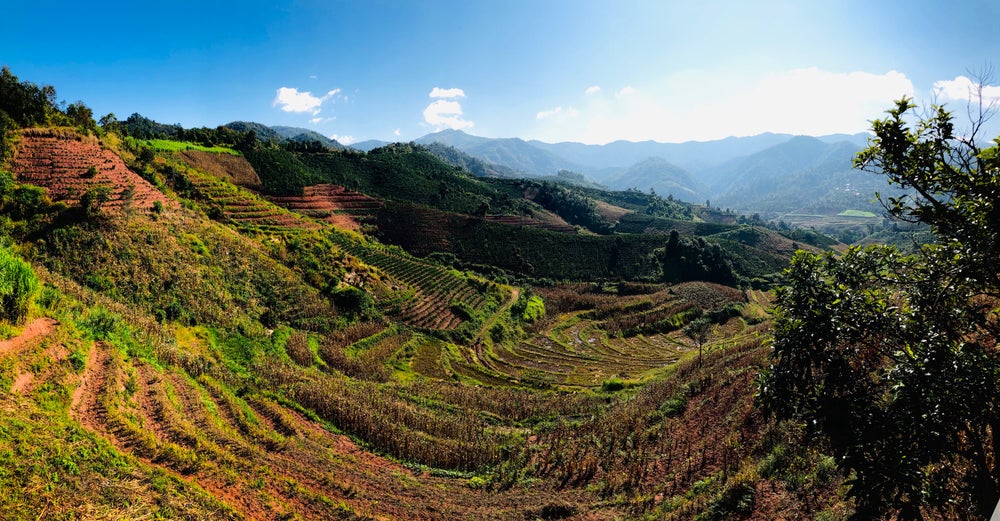 Sucafina: Simao FW Gr. 1