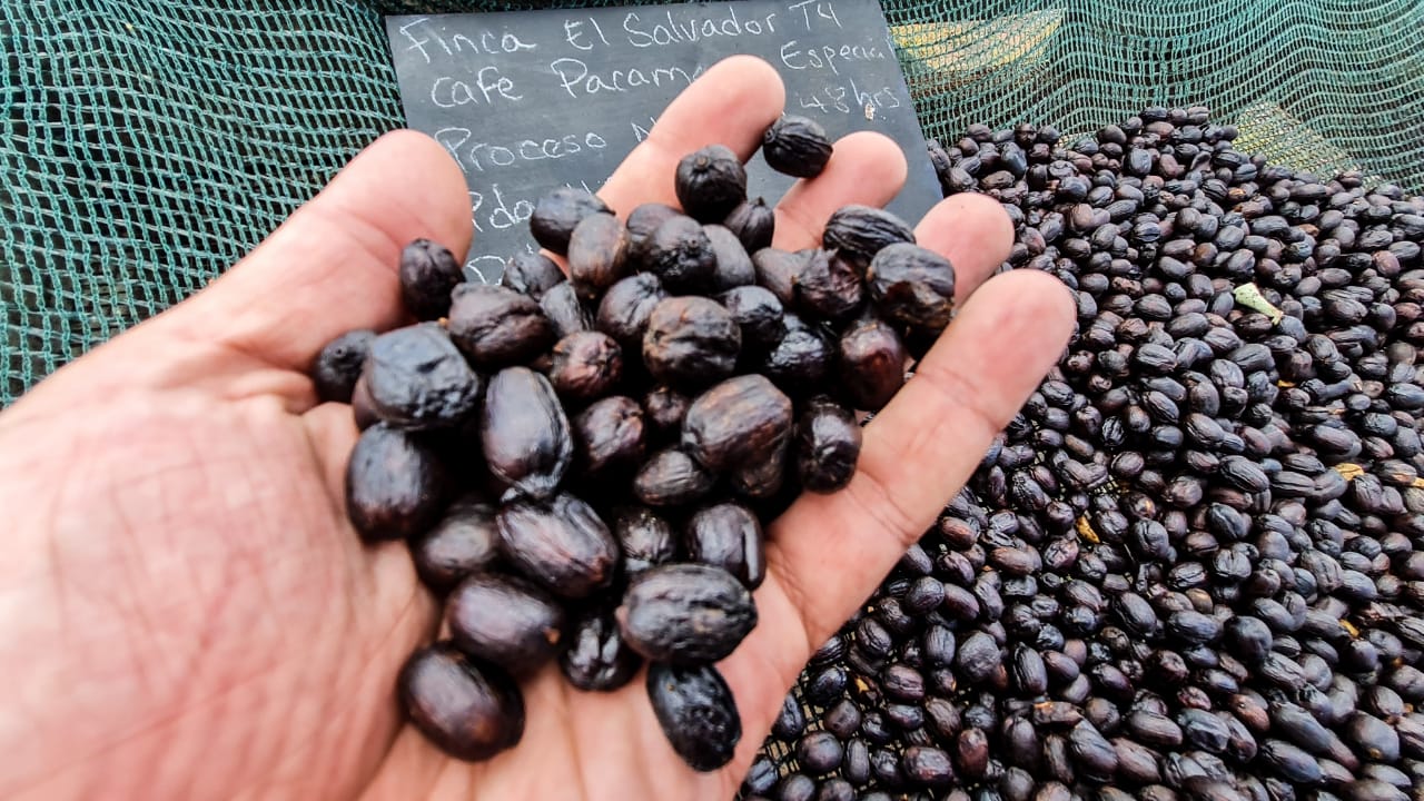 Pacay Fruit El Salvador