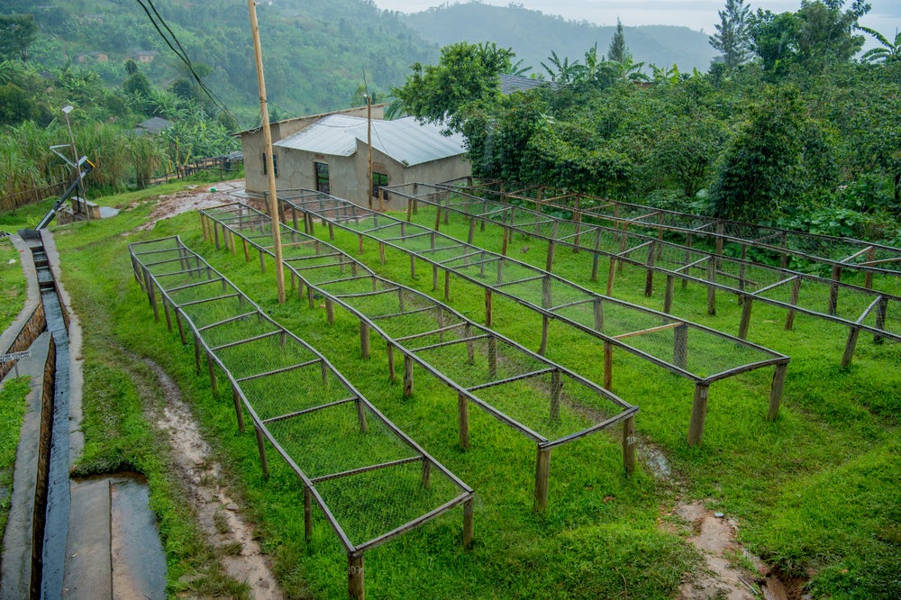 Sucafina Specialty: Mushonyi Anaerobic Honey