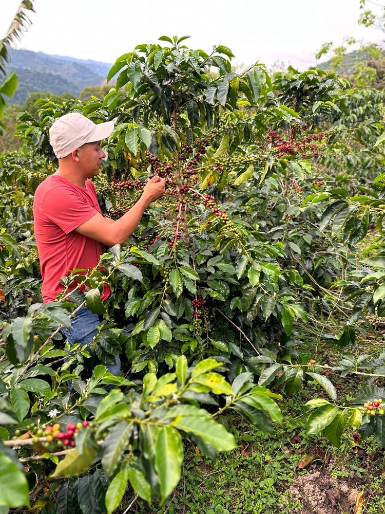 Sucafina: Asopep Jorge Elias Rojas Tolima Caturra Anaerobic Fermentation ORG
