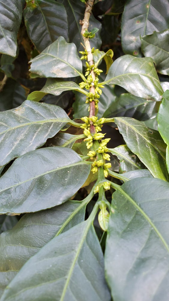 Sucafina: Robusta Natural AB