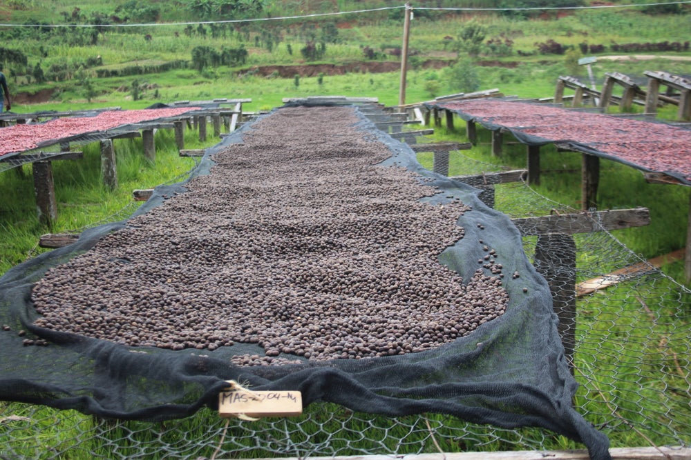 Sucafina: Burundi Harvest is Looking Great