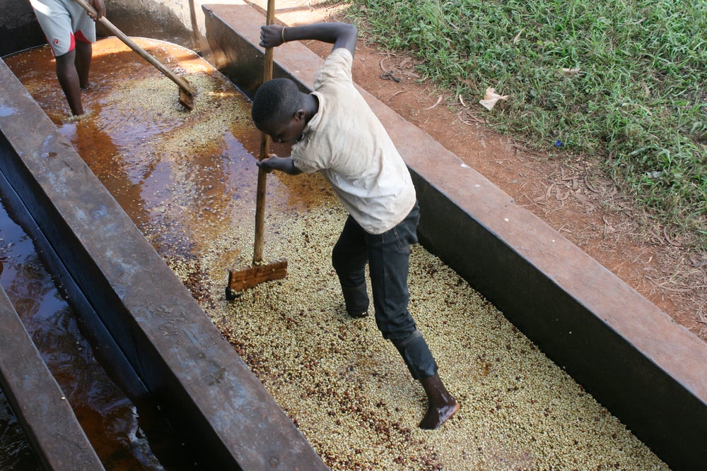 Sucafina: Nkaka Gikingo Hill Fully Washed