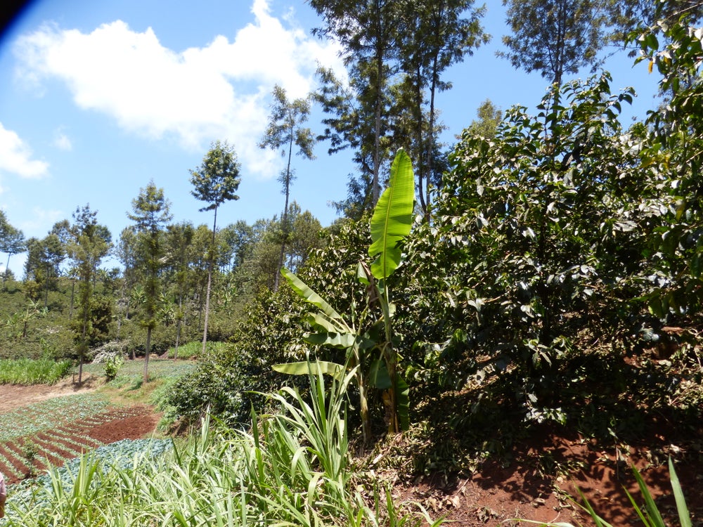 Sucafina: Thirururi Kiambu AA