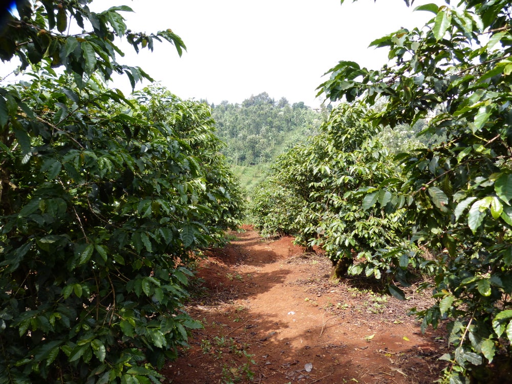 Sucafina: Gititu Kiambu AB