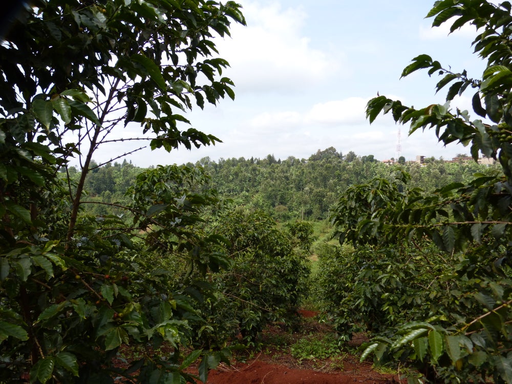 Sucafina Specialty: Pacika Kiambu AA