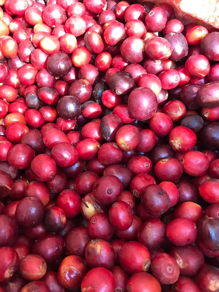 Sucafina: Coffea Diversa Geisha Natural