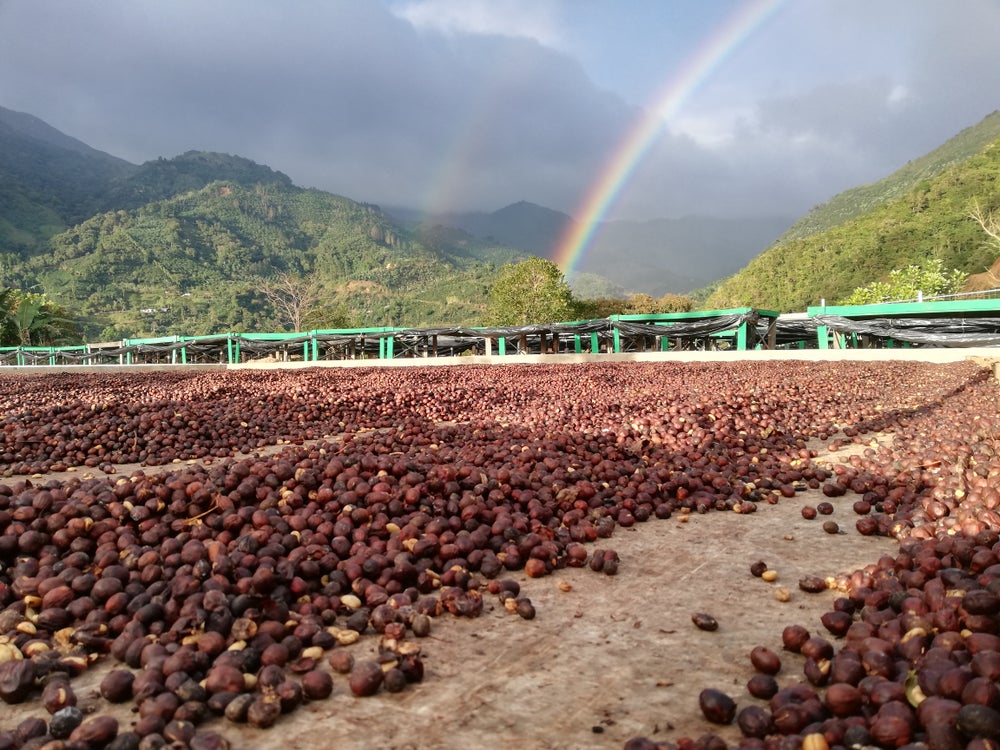 Sucafina: Café Directo Red Catuai Anaerobic Natural