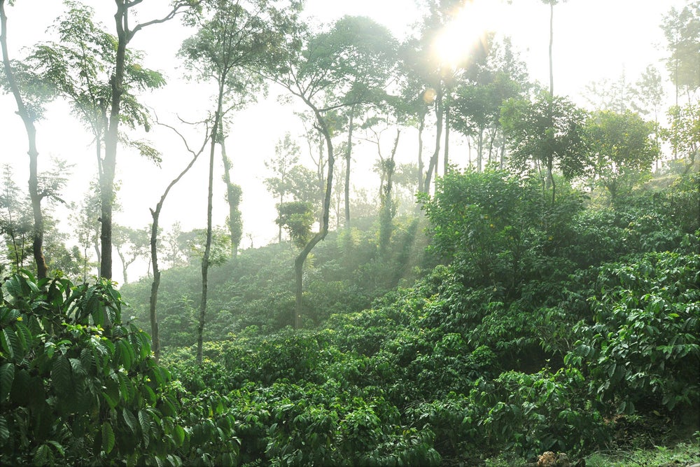 Sucafina: Kaapi Royale India Robusta